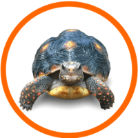 Care Guide Course Overview – Redfoot Tortoise Care