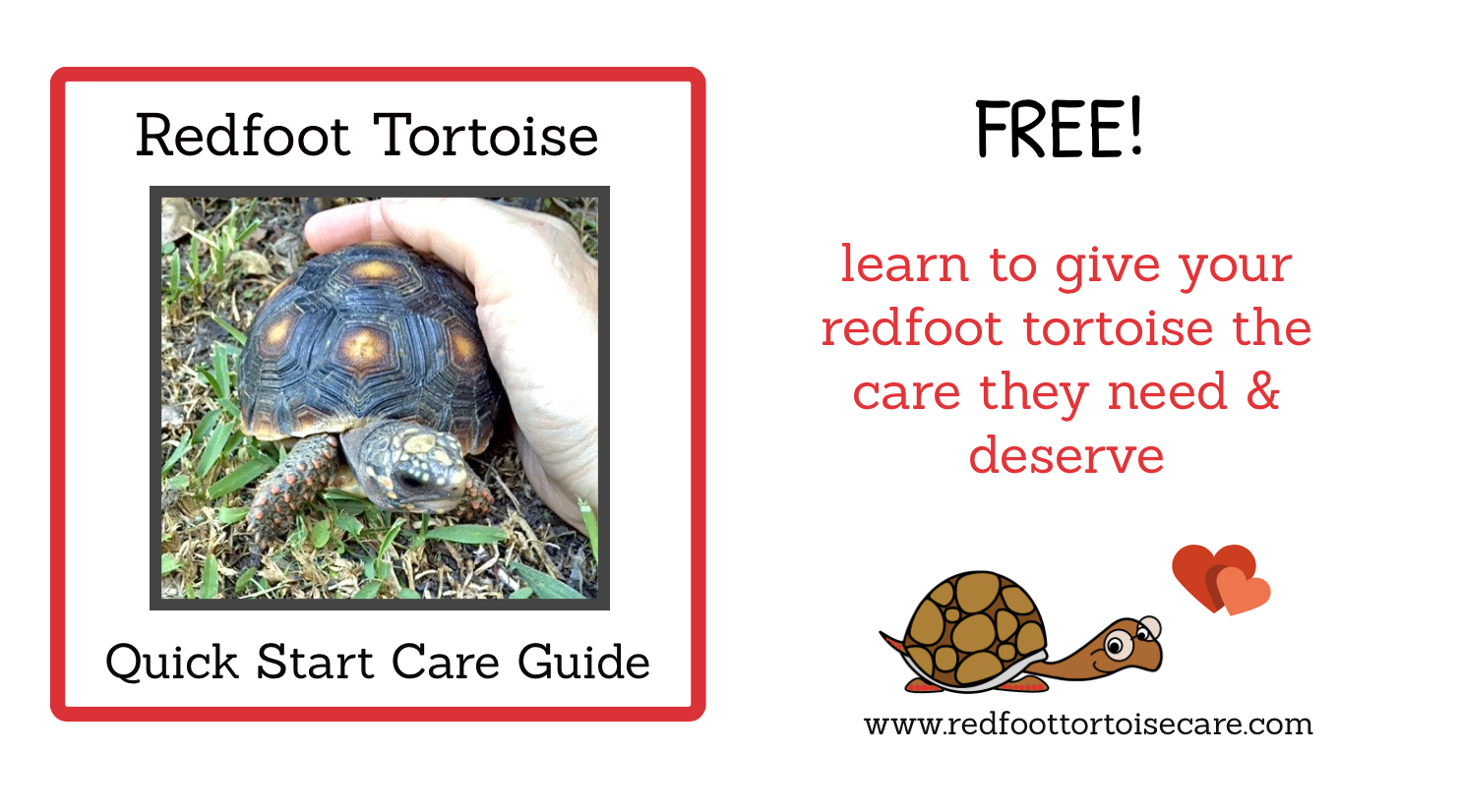 Care Guide – Redfoot Tortoise Care